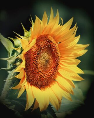 The Head of a Sunflower