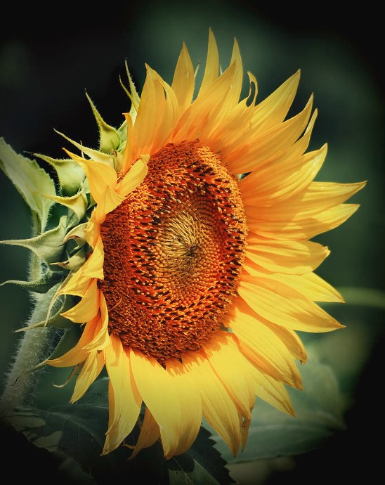 The Head of a Sunflower